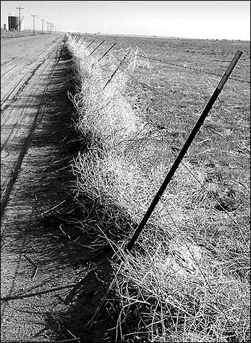 In southwest Kansas, tumbleweeds are on a roll | News, Sports, Jobs ...